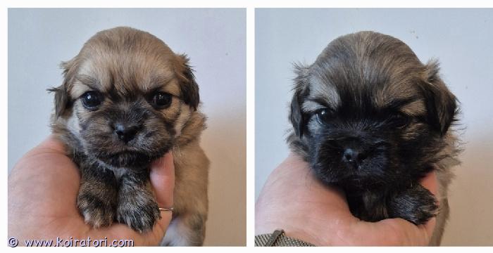 Koiratori.com - pentu- ja koiramarkkinat - myydään koira - myydään ...