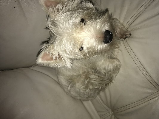 Koiratori.com - pentu- ja koiramarkkinat - myydään koira - myydään ...